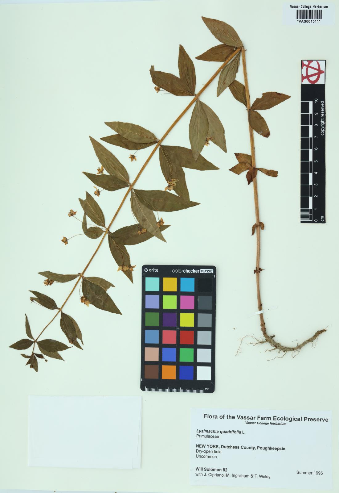 85116-Service File.jpg | Vassar College Digital Library