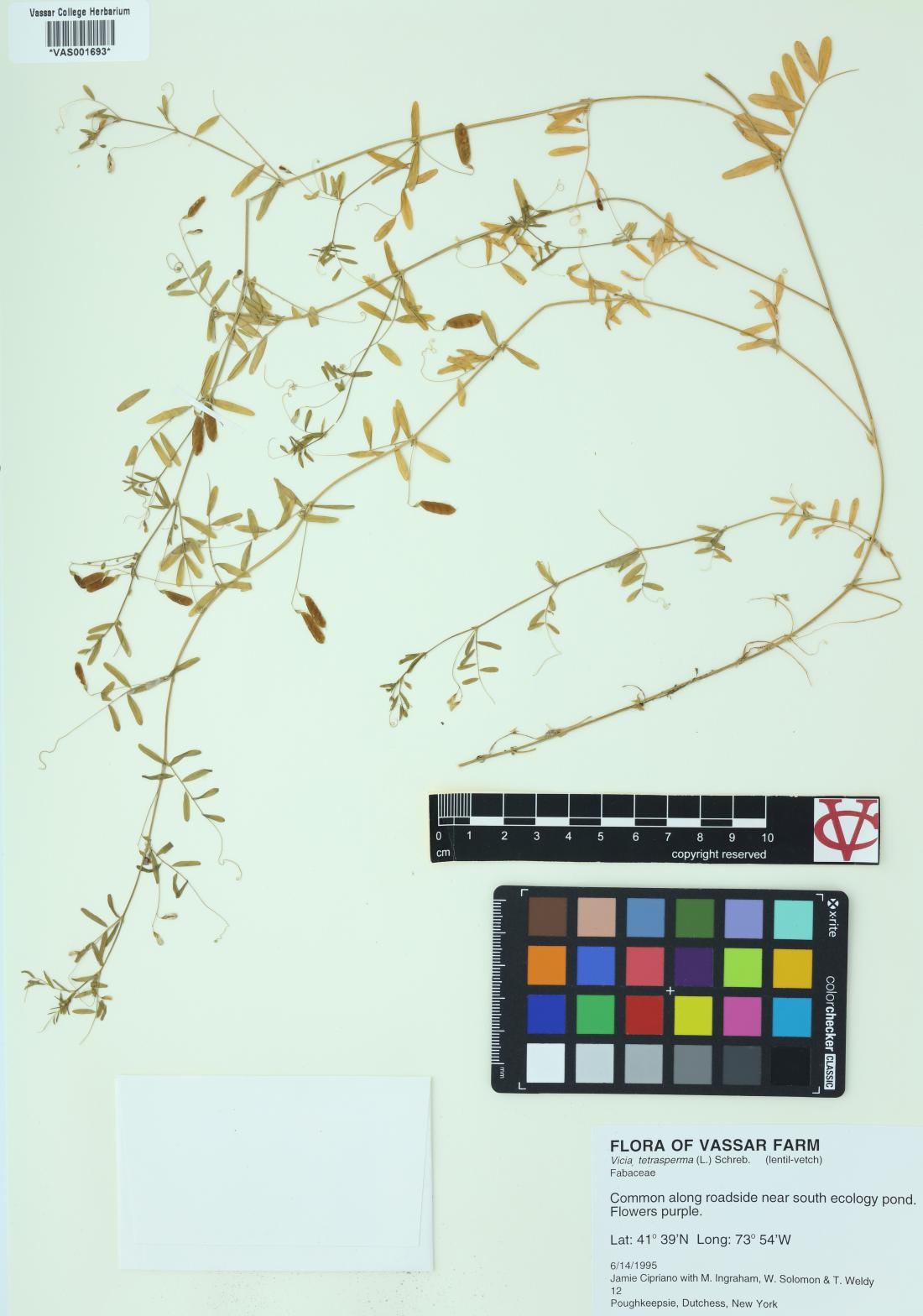 85226-Service File.jpg | Vassar College Digital Library