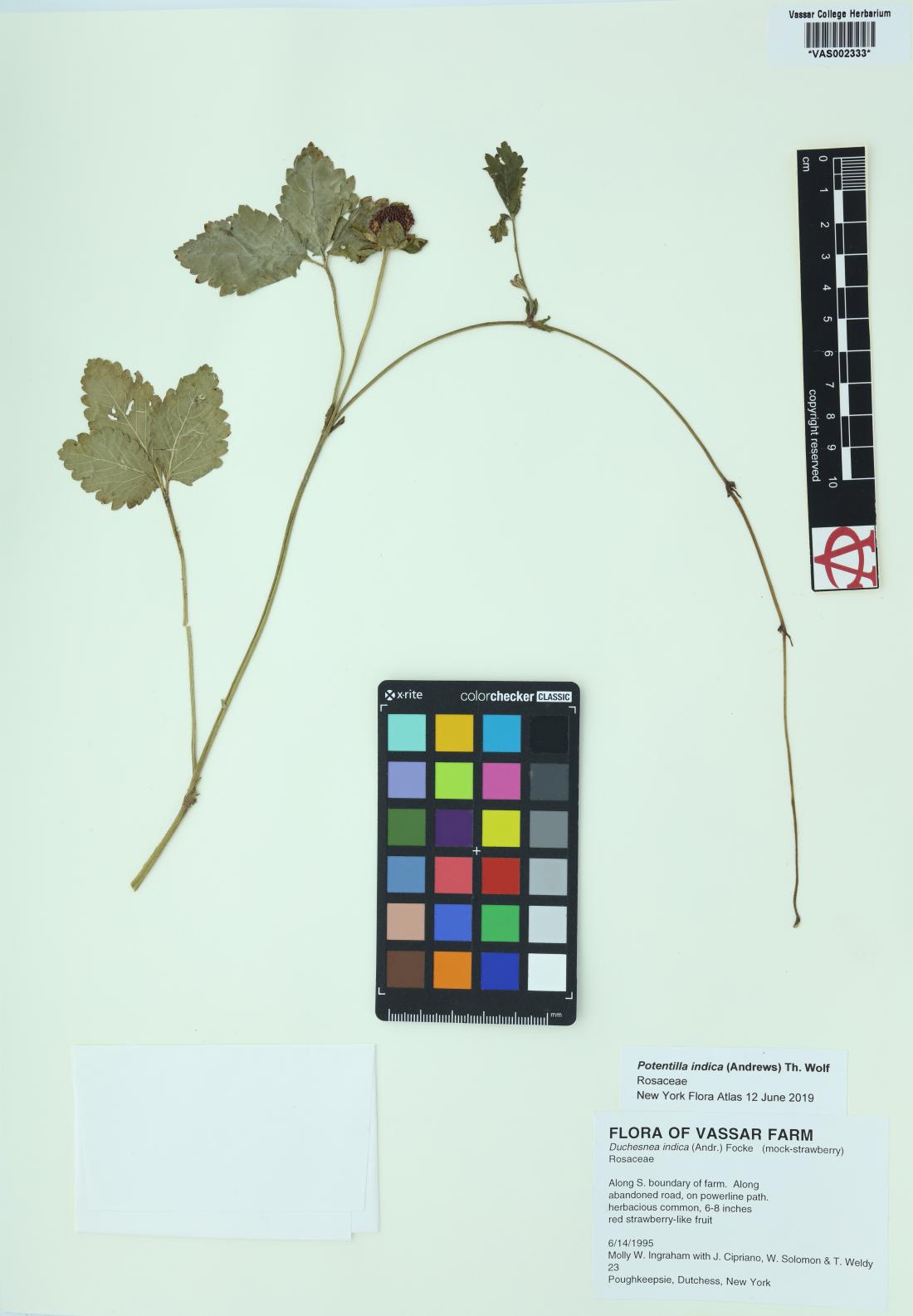 85465-Service File.jpg | Vassar College Digital Library