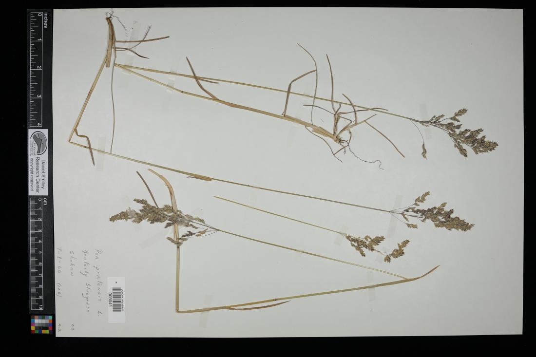 87070-Service File.jpg | Vassar College Digital Library