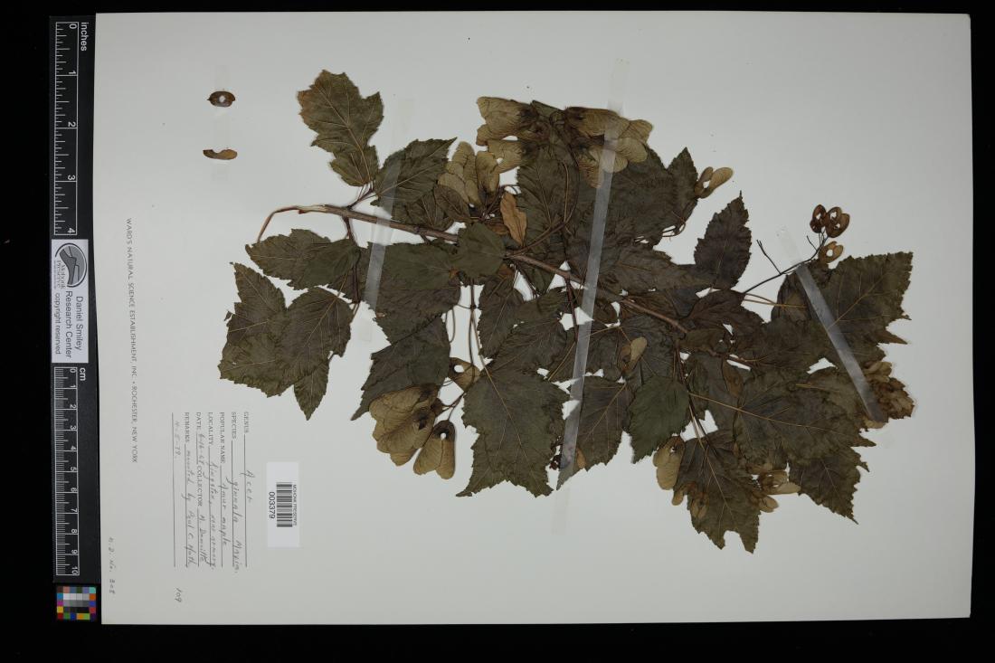 87399-Service File.jpg | Vassar College Digital Library