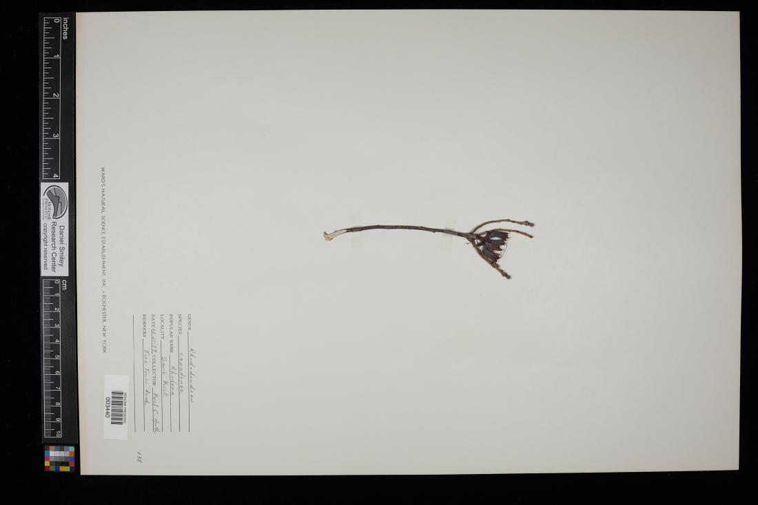 87459-Service File.jpg | Vassar College Digital Library